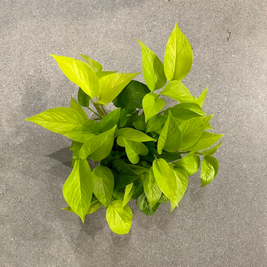 Pothos Neon – Green Rabbit