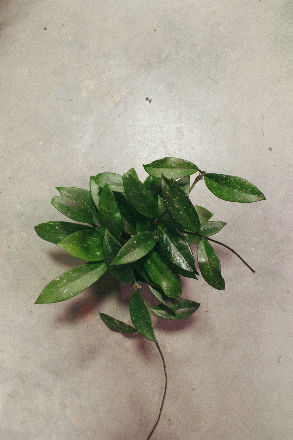 Hoya Silver Splash – Green Rabbit